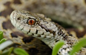Vipera Italiana: come riconoscerla - Idee Green