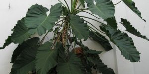 Filodendro: pianta e sua cura