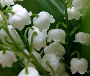 Mughetto: fiori, coltivazione e significato