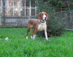 Segugio Posavatz: allevamenti e cuccioli