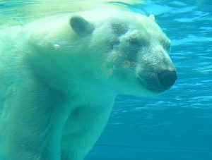Orso polare: caratteristiche e rischio di estinzione