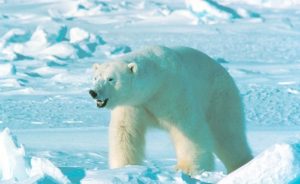 Orso polare: caratteristiche e rischio di estinzione