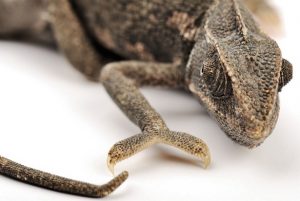 Rettili: caratteristiche e tipologie