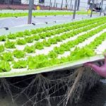 Coltivazione aeroponica, come funziona - Idee Green