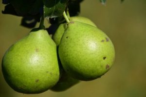 Pera: ricette e benefici