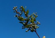 Bacche di mirto: proprietà