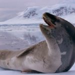 Foca Leopardo: caratteristiche - Idee Green