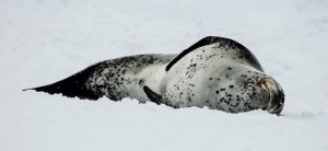 Foca Leopardo: caratteristiche