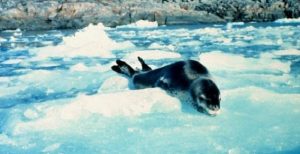 Foca Leopardo: caratteristiche