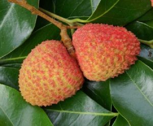 Litchi: pianta e sapore - Idee Green