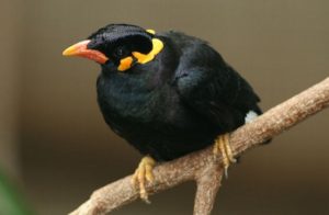 Merlo indiano parlante