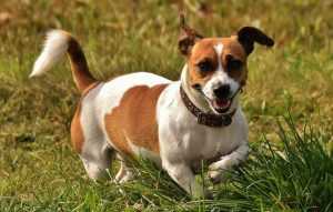 Lipoma nel cane