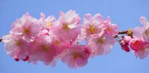 Fiori rosa: nomi e immagini