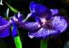 Orchidea blu: fiore, suo significato e prezzo
