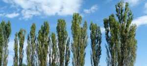 Pioppo: varietà, caratteristiche e foglie