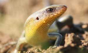 Alimentazione dei rettili