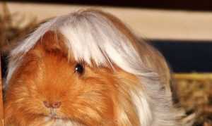 Cavia peruviana: caratteristiche, alimentazione e prezzo