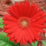 Gerbera: fiore, coltivazione e costo - Idee Green