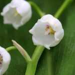 Coltivare il mughetto - Idee Green