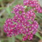 Achillea, coltivazione e proprietà - Idee Green