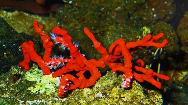 Corallo rosso: proprietà e come riconoscerlo