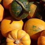 Cucurbitacee: elenco e proprietà - Idee Green