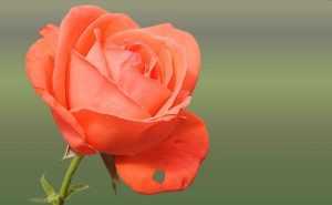 Come seccare le rose: consigli - Idee Green