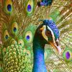 Pavone: allevamento e caratteristiche - Idee Green
