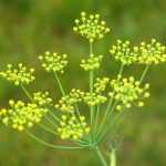 Piante erbacee: elenco e varietà - Idee Green