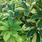 Schefflera: coltivazione e consigli - Idee Green