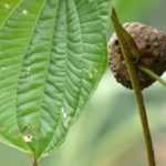 Dioscorea: proprietà e controindicazioni - Idee Green