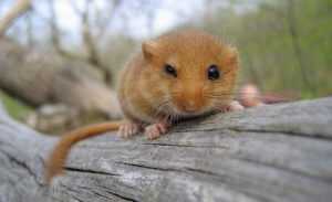 Ghiro: caratteristiche, cosa mangia e quanto dorme veramente – NaturaPerTe