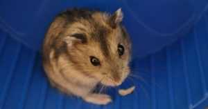 Ghiro: caratteristiche, cosa mangia e quanto dorme veramente – NaturaPerTe