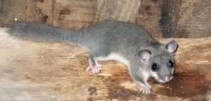 Ghiro: caratteristiche, cosa mangia e quanto dorme veramente