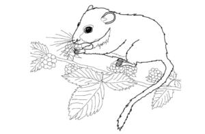 Ghiro: caratteristiche, cosa mangia e quanto dorme veramente – NaturaPerTe