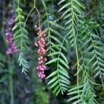 Pepe rosa, pianta e info - Idee Green