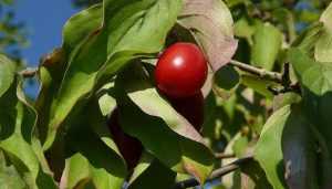 Corniolo, proprietà e rimedi naturali - Idee Green