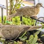 Come allevare tortore - Idee Green