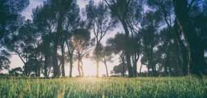 Clima continentale: flora e fauna - Idee Green