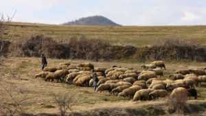 Steppa: significato e clima