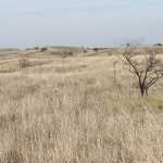 Steppa: significato e clima - Idee Green