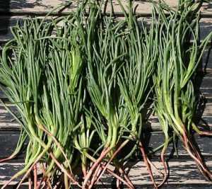 Come coltivare le barbe di frate