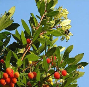 Corbezzolo: coltivazione e consigli - Idee Green