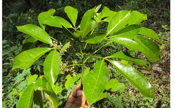 Caucciù: albero e utilizzo