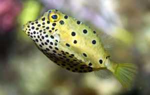 Ostracion Cubicus: pesce scatola giallo