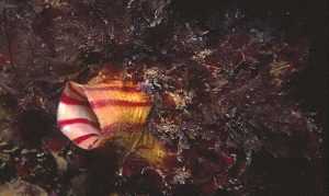 Limoni di mare, tutte le informazioni