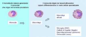 Macrofagi: cosa sono