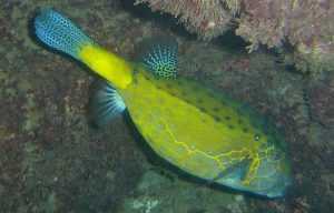 Ostracion Cubicus: pesce scatola giallo