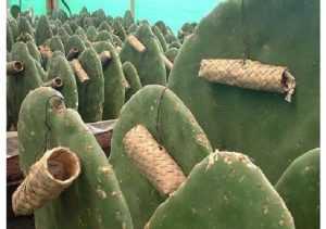 Colorante e120: da cosa è fatto e dove si trova - Idee Green