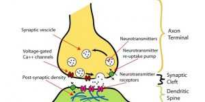Sinapsi: significato